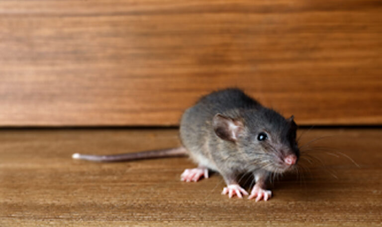 Rodent Control in Kentucky | Local Mouse & Rat Exterminator