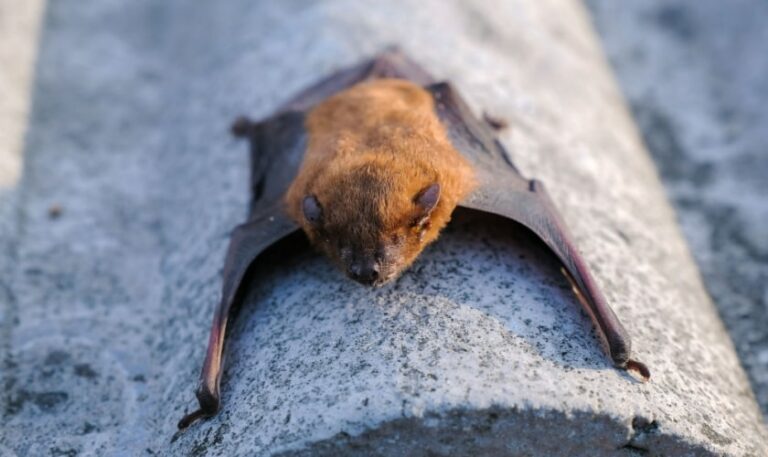 Hidden Valley Bat & Bird Control Experts | Perfection Pest Control